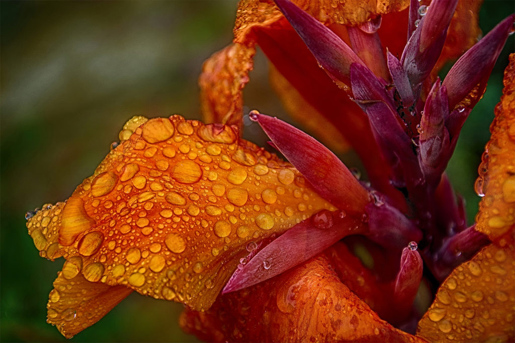 Canya d’Índia, per Pep Aguadé | La Guia De Reus